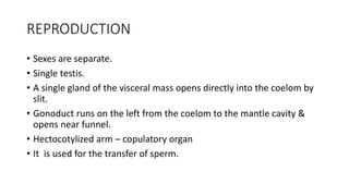 Life cycle of squid | PPTX