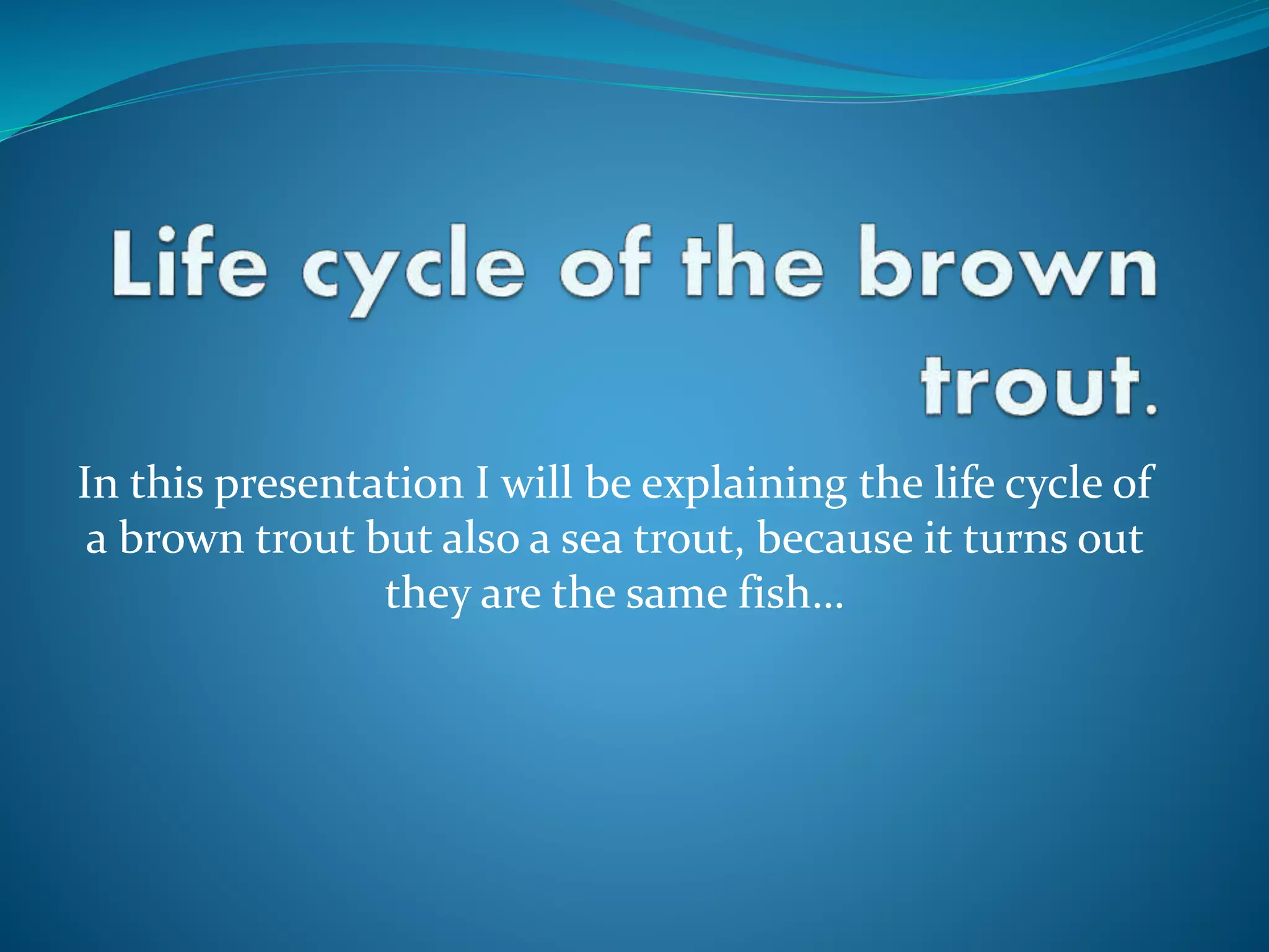 Life cycle of the brown trout zach | PPTX