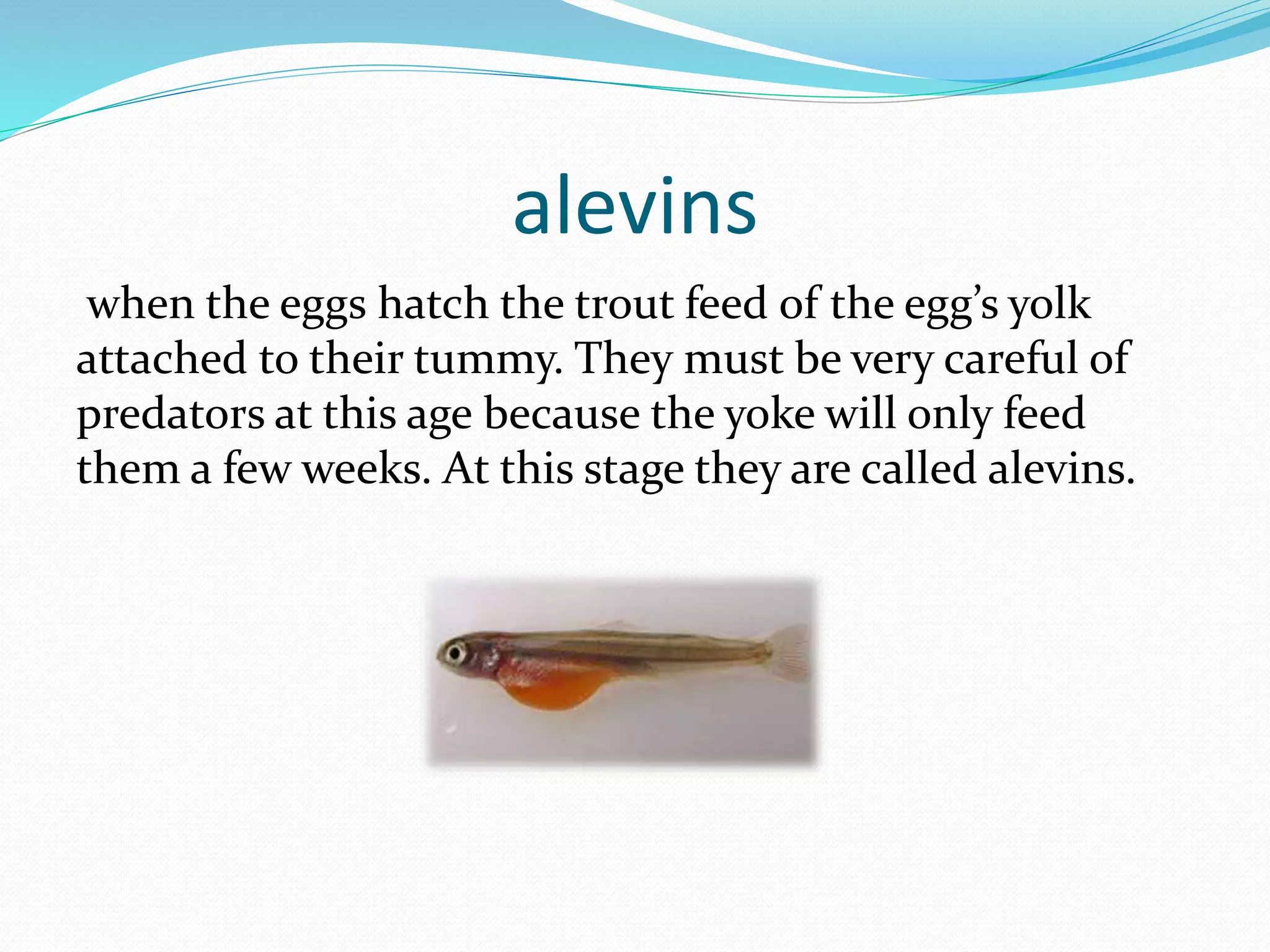 Life cycle of the brown trout zach | PPTX
