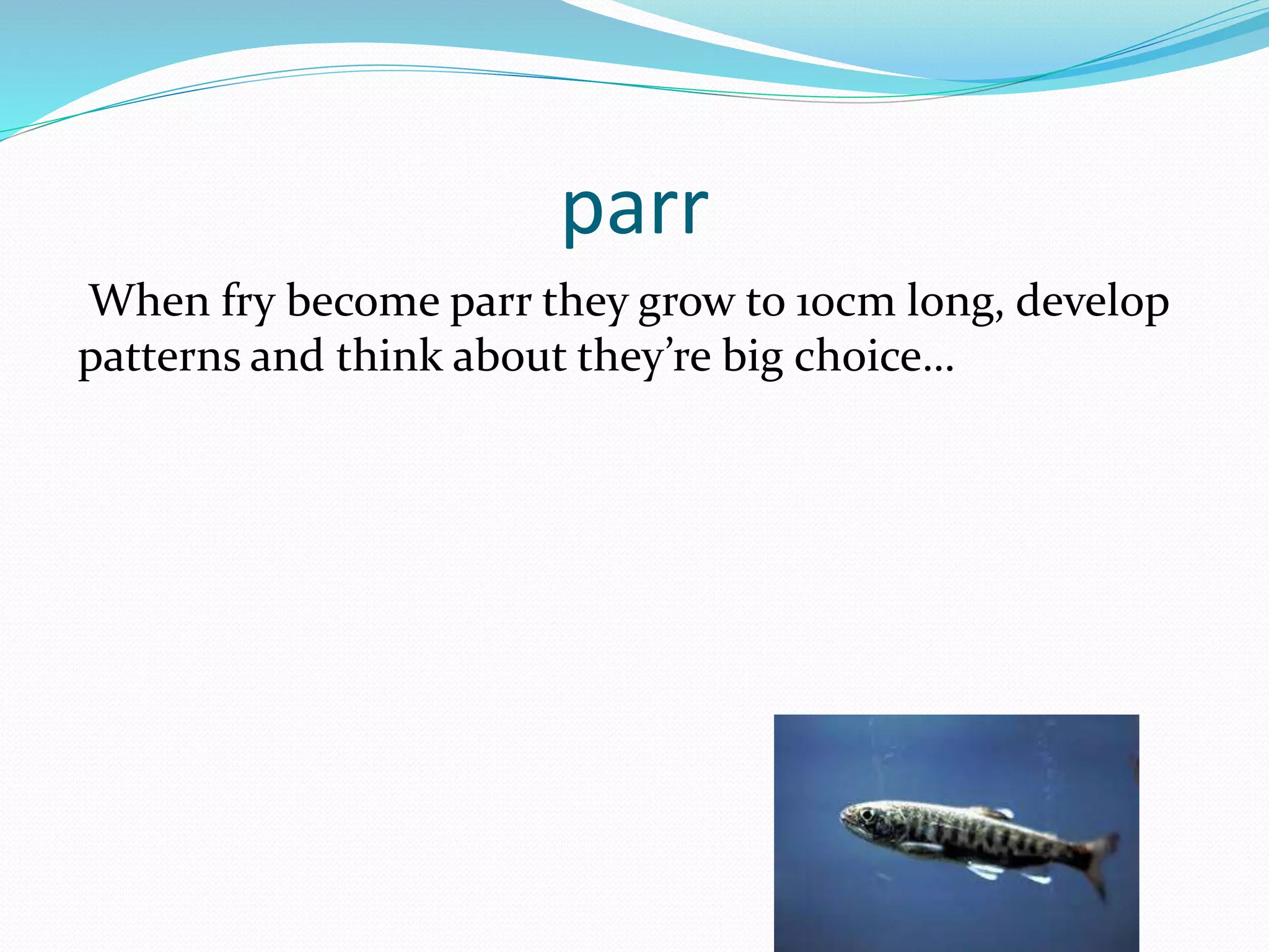 Life cycle of the brown trout zach | PPTX
