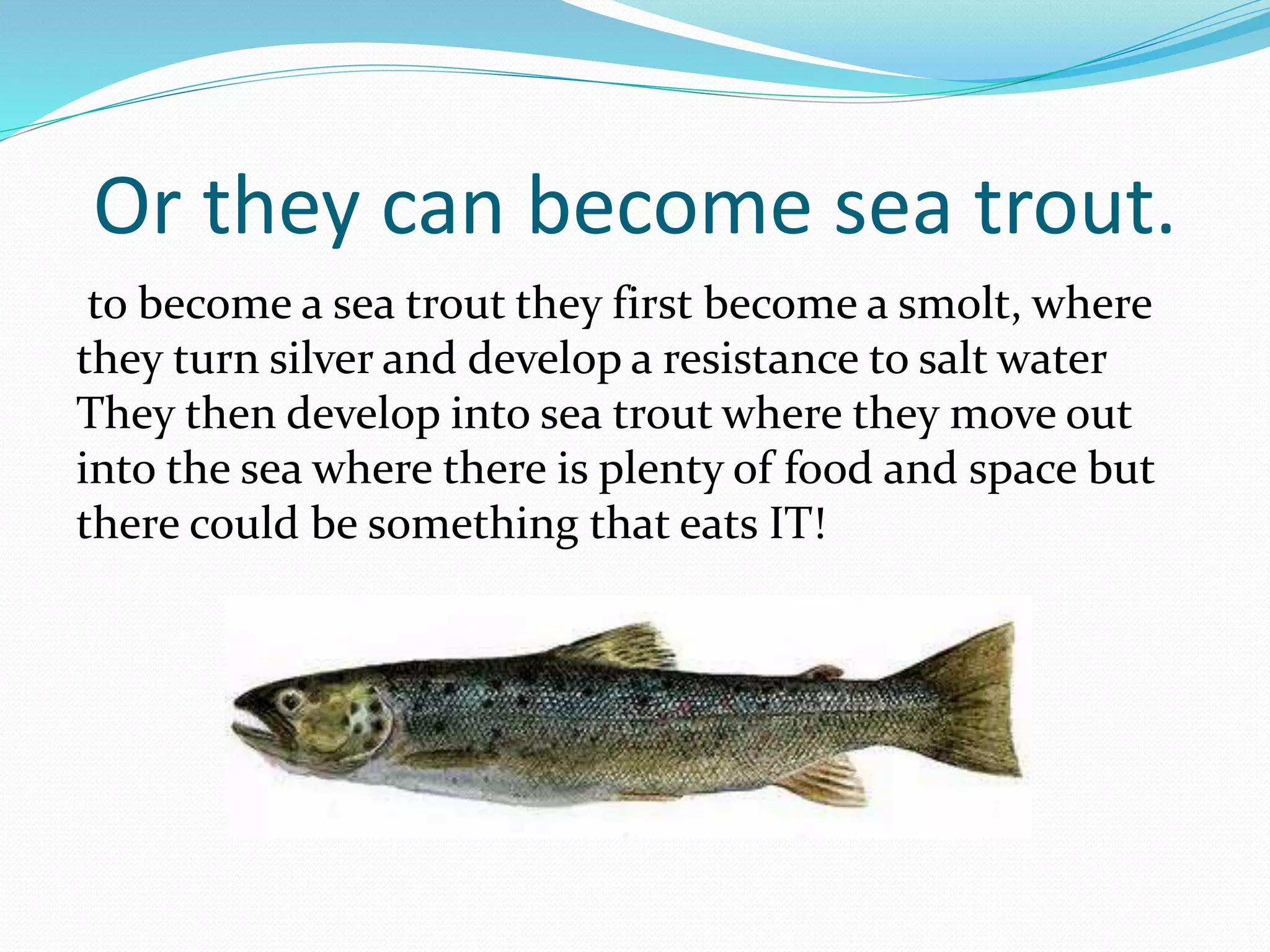 Life cycle of the brown trout zach | PPTX