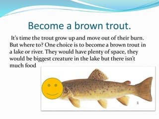 Life cycle of the brown trout zach | PPTX