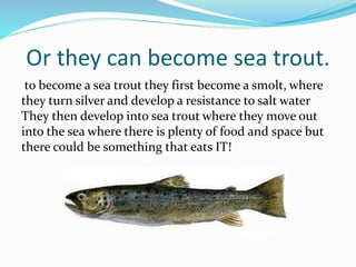 Life cycle of the brown trout zach | PPTX