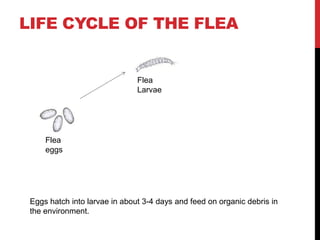 Life cycle of the flea | PPT