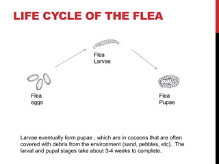 Life cycle of the flea | PPTX