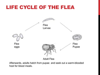 Life cycle of the flea | PPT