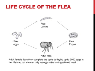 Life cycle of the flea | PPTX