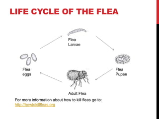 Life cycle of the flea | PPT