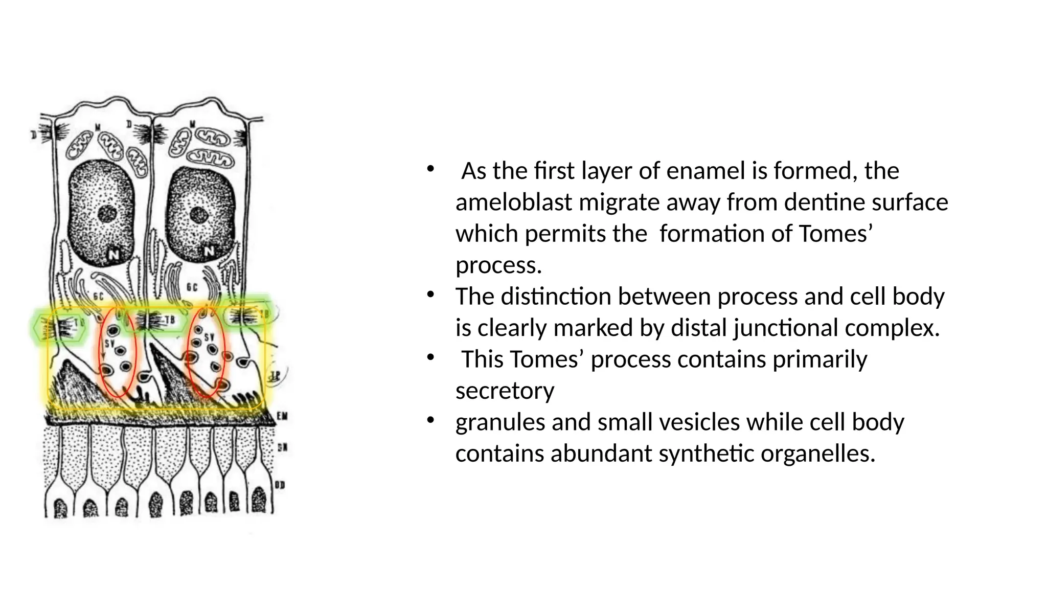 LIFE CYCLE OF TOOTH, ENAMEL AND DENTIN .pptx