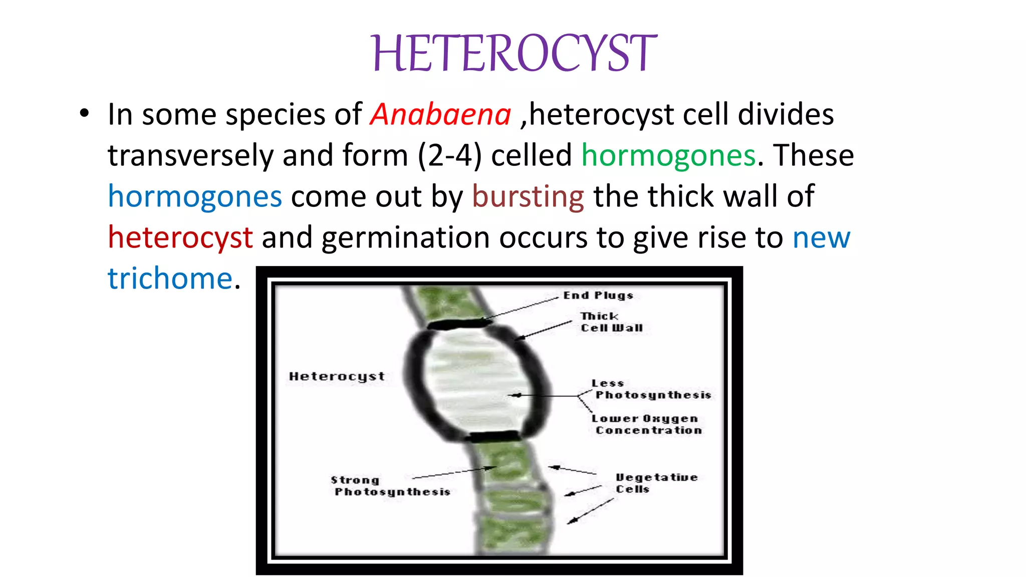 Life cycle of volvox and anab ae na | PPTX
