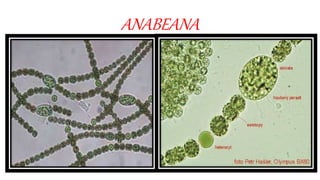 Life cycle of volvox and anab ae na | PPTX