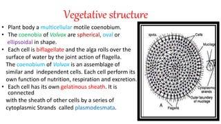 Volvox Structure And Function
