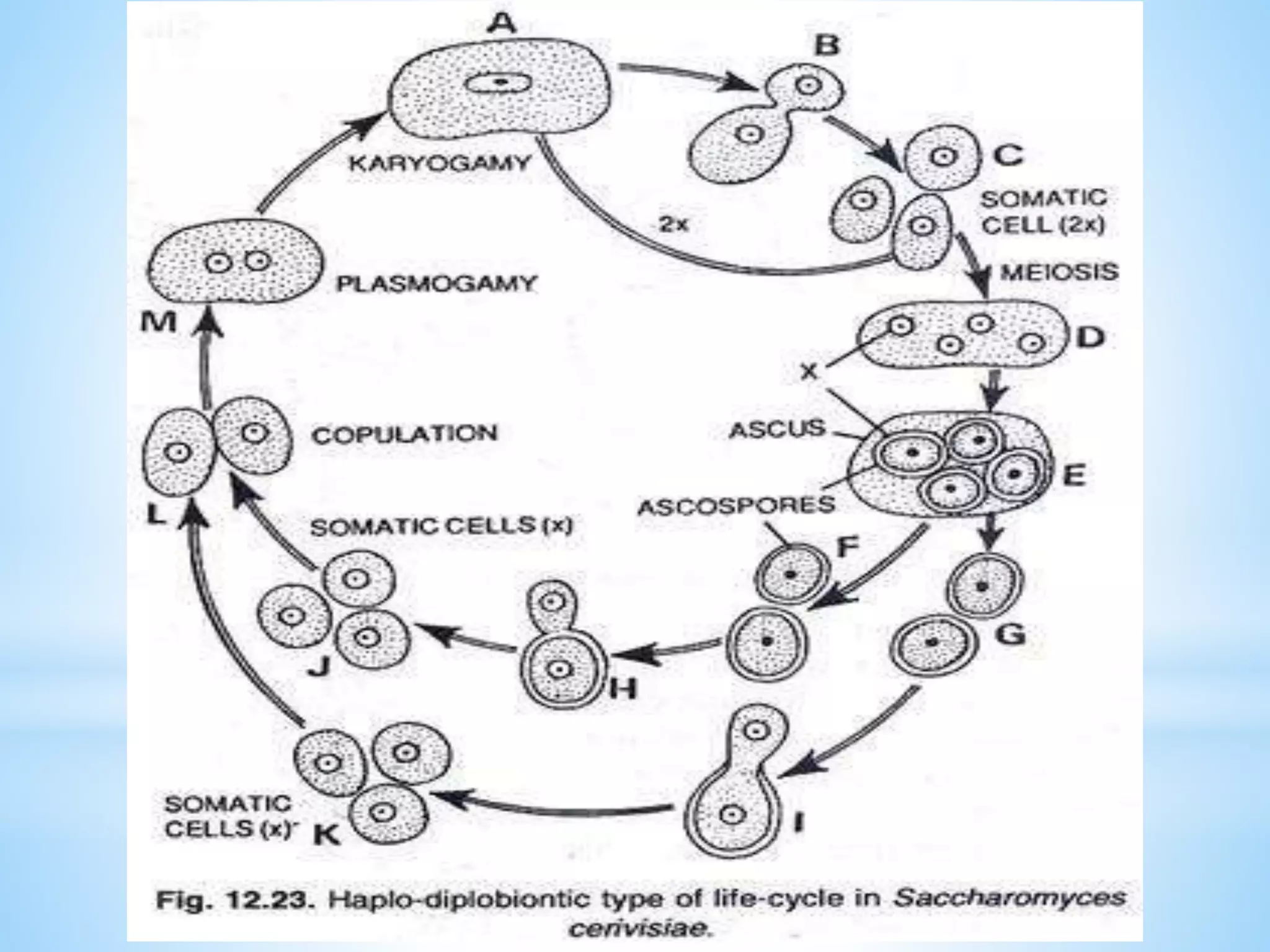 Life cycle of yeast | PPTX