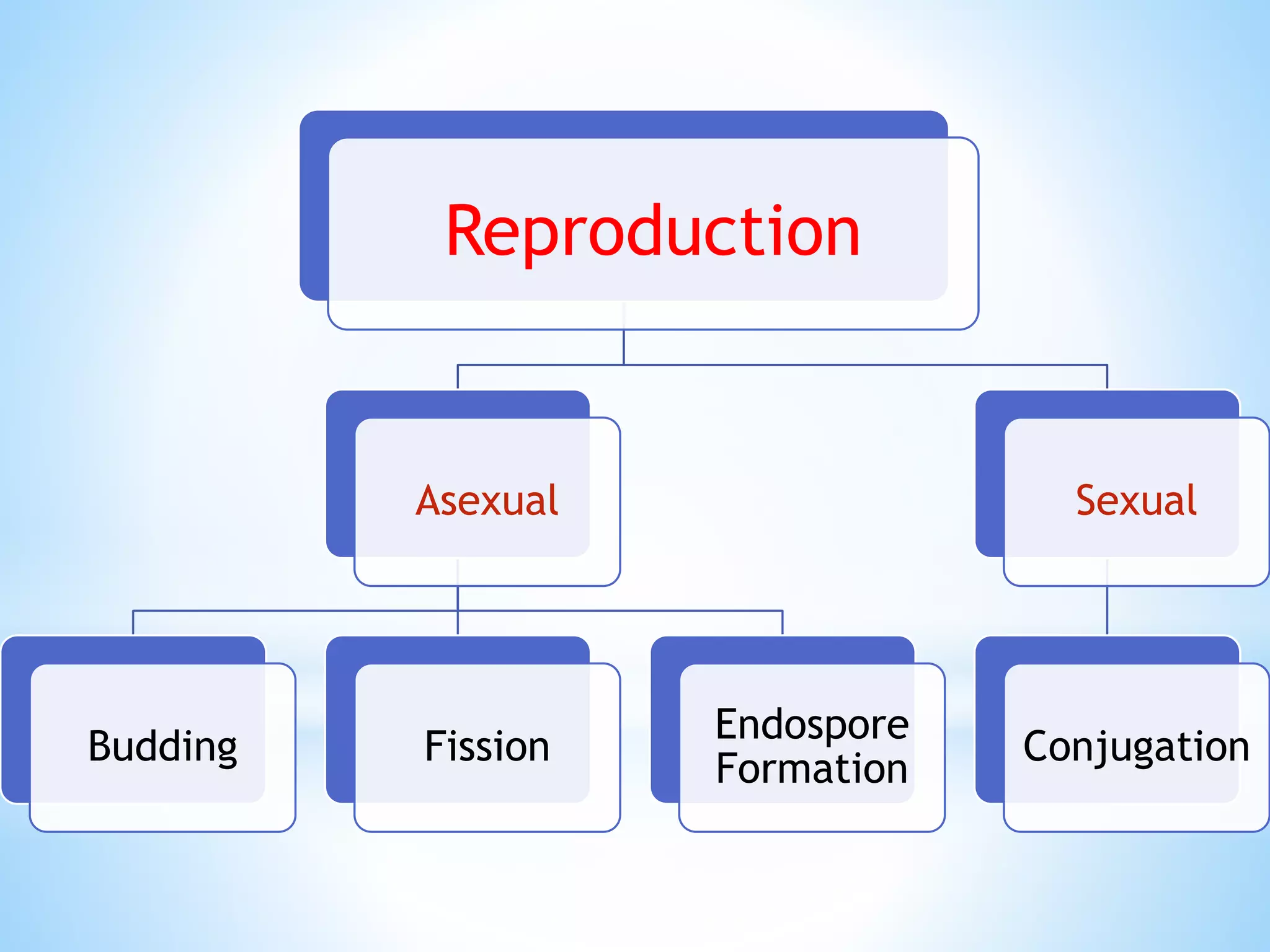 Life cycle of yeast | PPTX