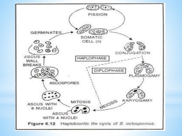 Life cycle of yeast | PPTX | Biological Sciences | Science