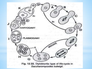 Life cycle of yeast | PPTX
