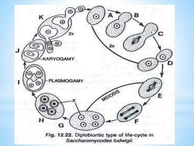 Life cycle of yeast | PPTX | Biological Sciences | Science