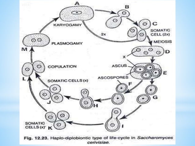 Life cycle of yeast | PPTX | Biological Sciences | Science