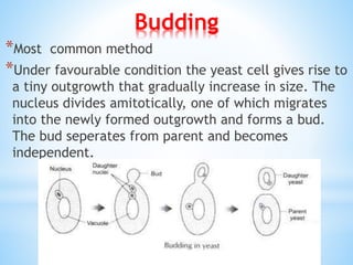 Life cycle of yeast | PPTX