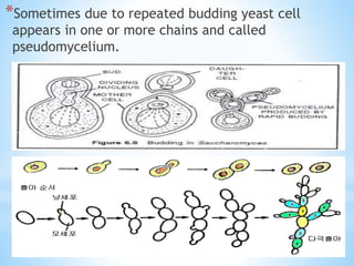 Life cycle of yeast | PPTX