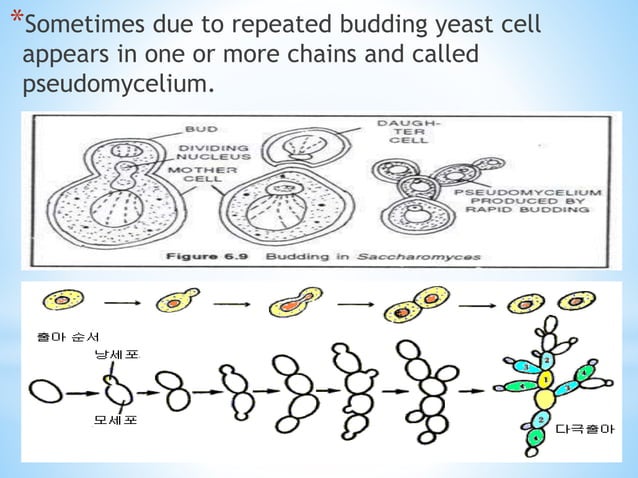 Life cycle of yeast | PPTX | Biological Sciences | Science