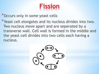 Life cycle of yeast | PPTX