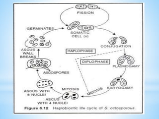 Saccharomyces Life Cycle