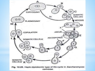 Saccharomyces Life Cycle