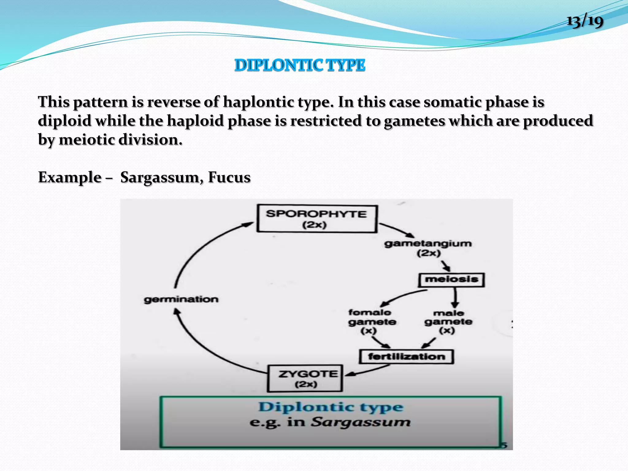Life cycle pattern and perennation of algae | PPTX
