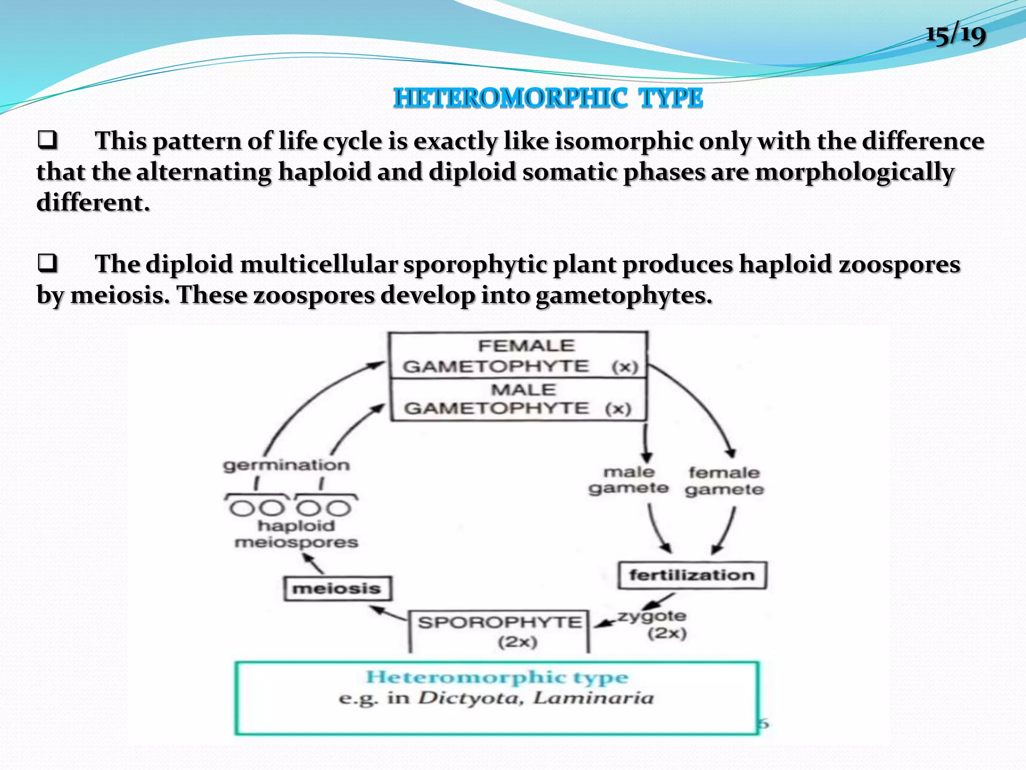 Life cycle pattern and perennation of algae | PPTX