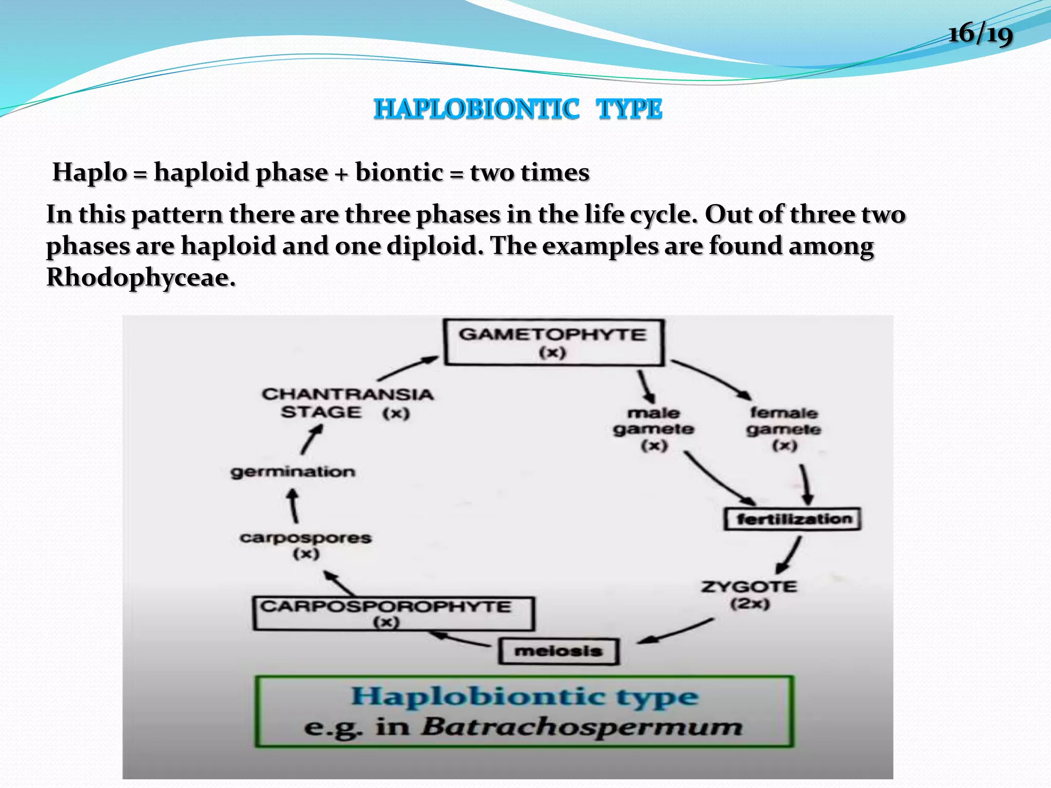 Life cycle pattern and perennation of algae | PPTX