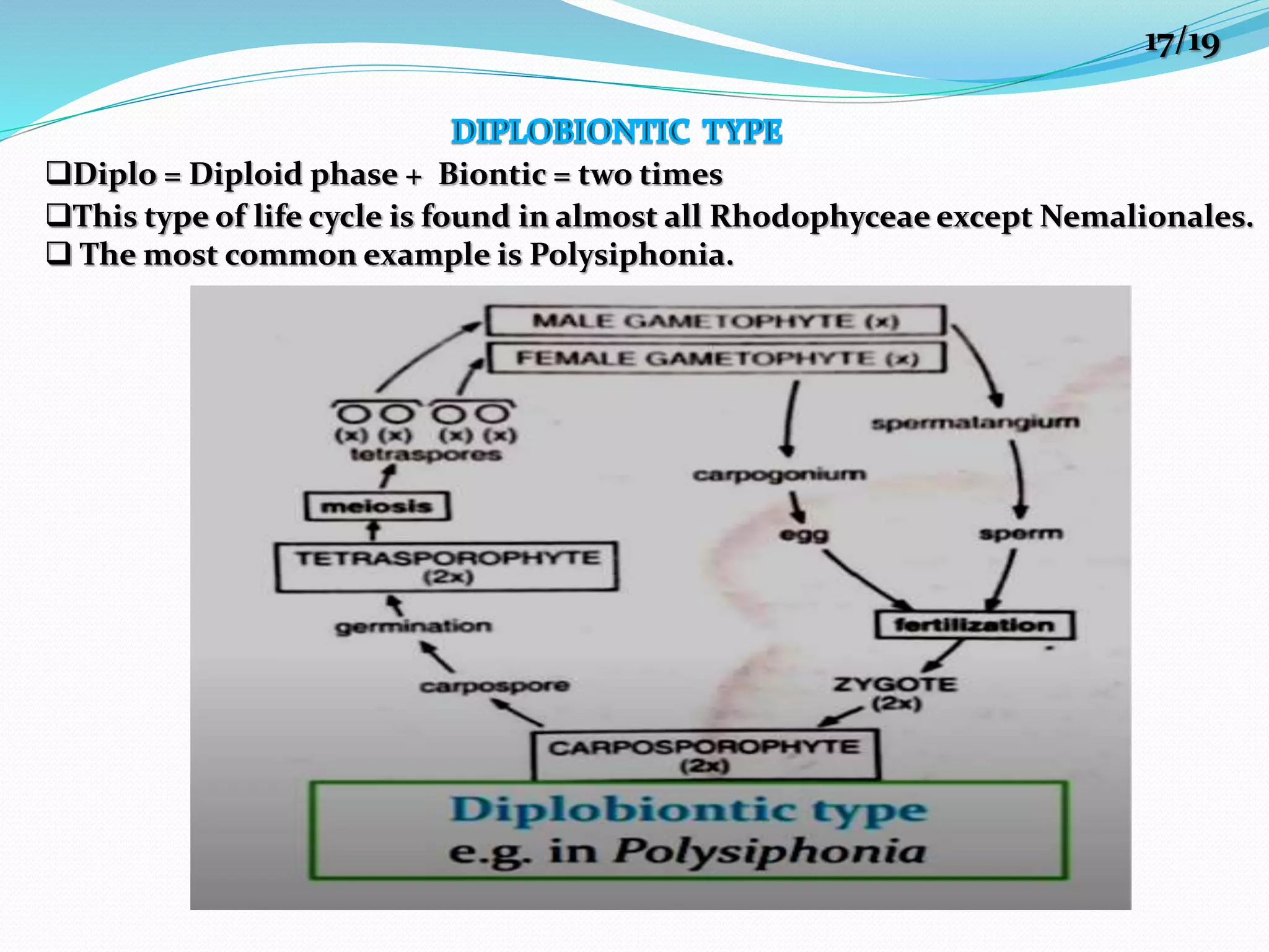 Life cycle pattern and perennation of algae | PPTX