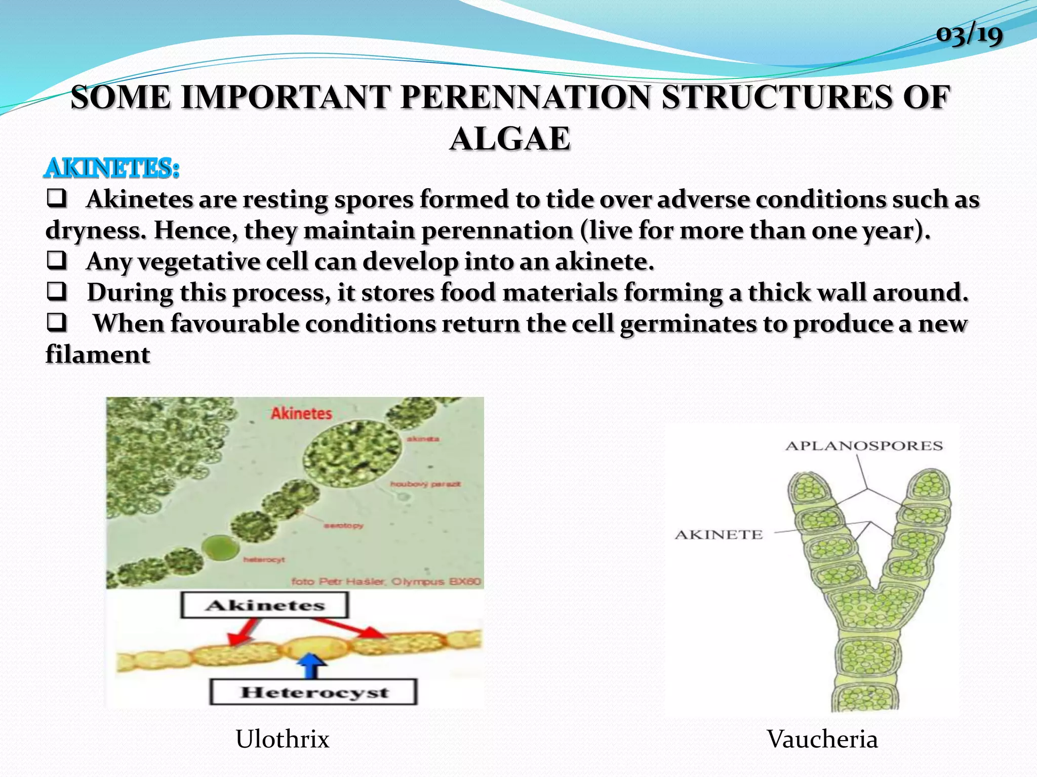 Life cycle pattern and perennation of algae | PPTX