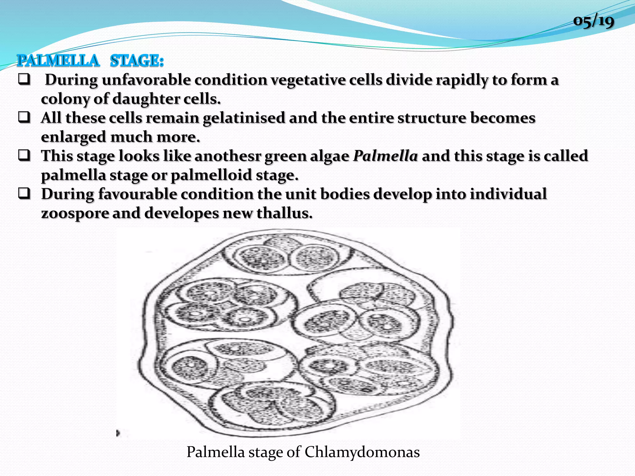 Life cycle pattern and perennation of algae | PPTX