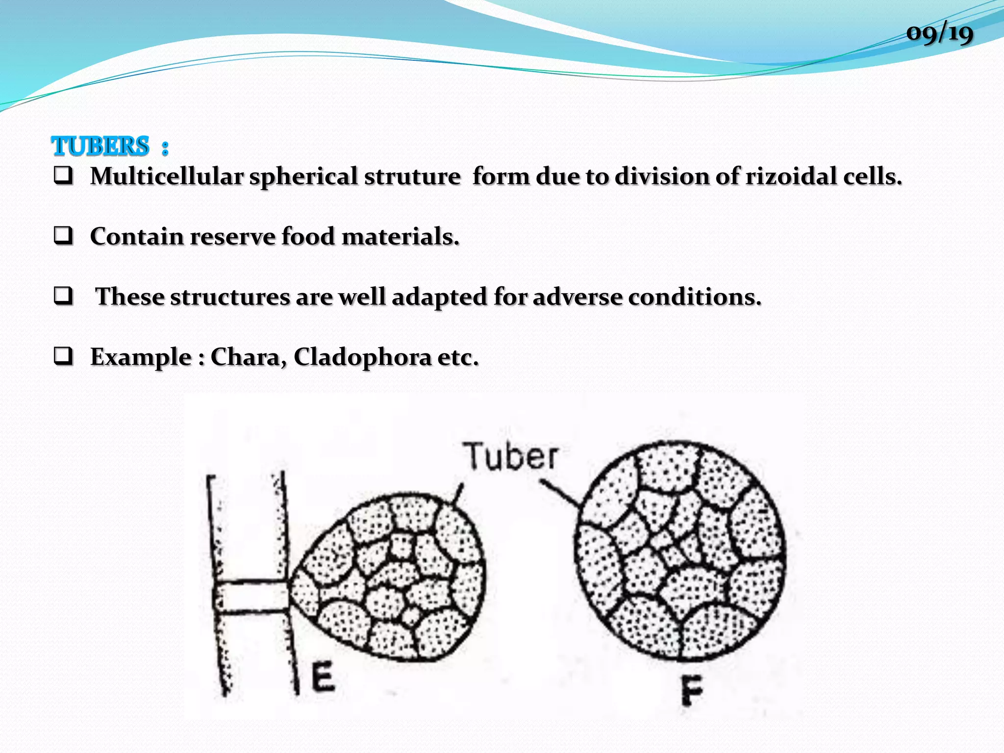 Life cycle pattern and perennation of algae | PPTX