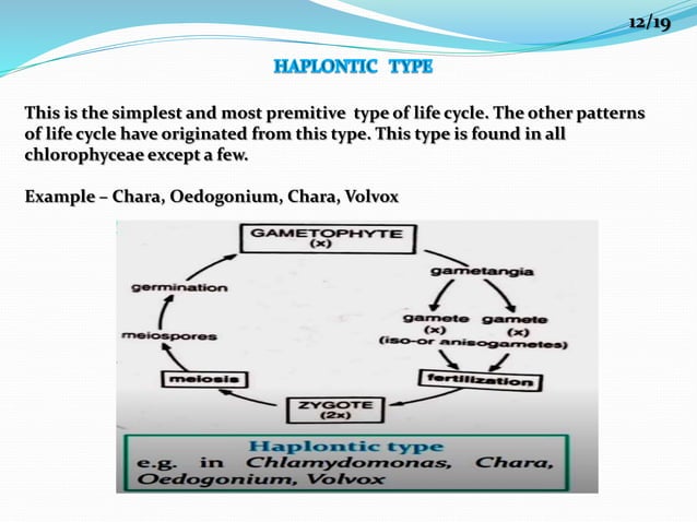 Life cycle pattern and perennation of algae | PPTX