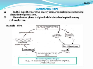 Life cycle pattern and perennation of algae | PPTX