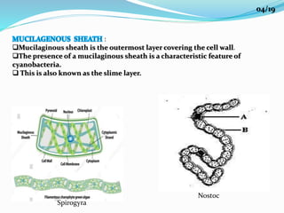 Life cycle pattern and perennation of algae | PPTX
