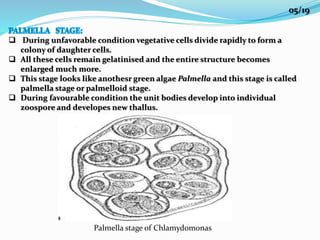 Life cycle pattern and perennation of algae | PPTX