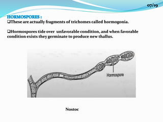 Life cycle pattern and perennation of algae | PPTX