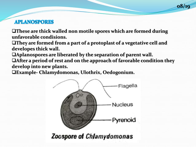Life cycle pattern and perennation of algae | PPTX