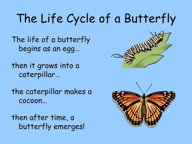 Lifecycles | PPT