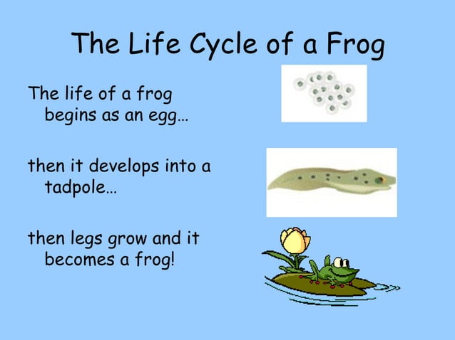 Lifecycles | PPT