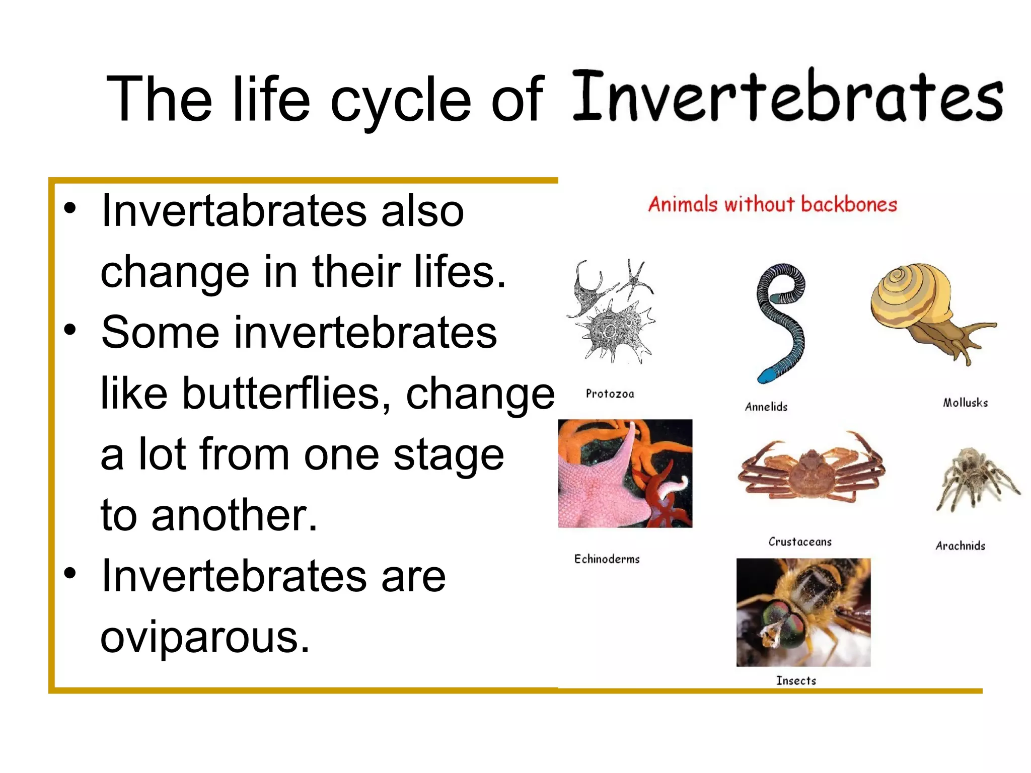 Life cycles | PPT