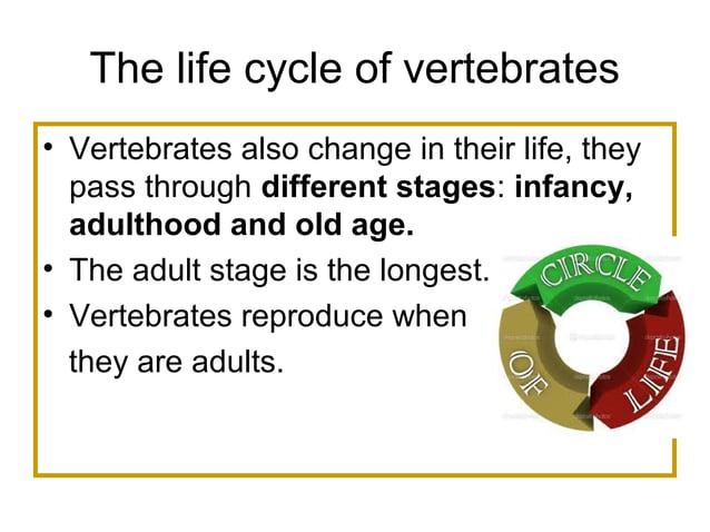 Life cycles | PPT