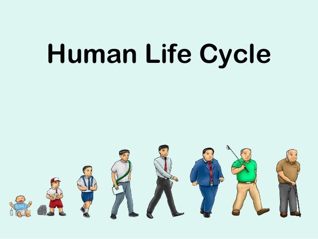 Life cycles