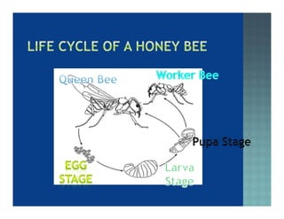 Life cycles | PPT
