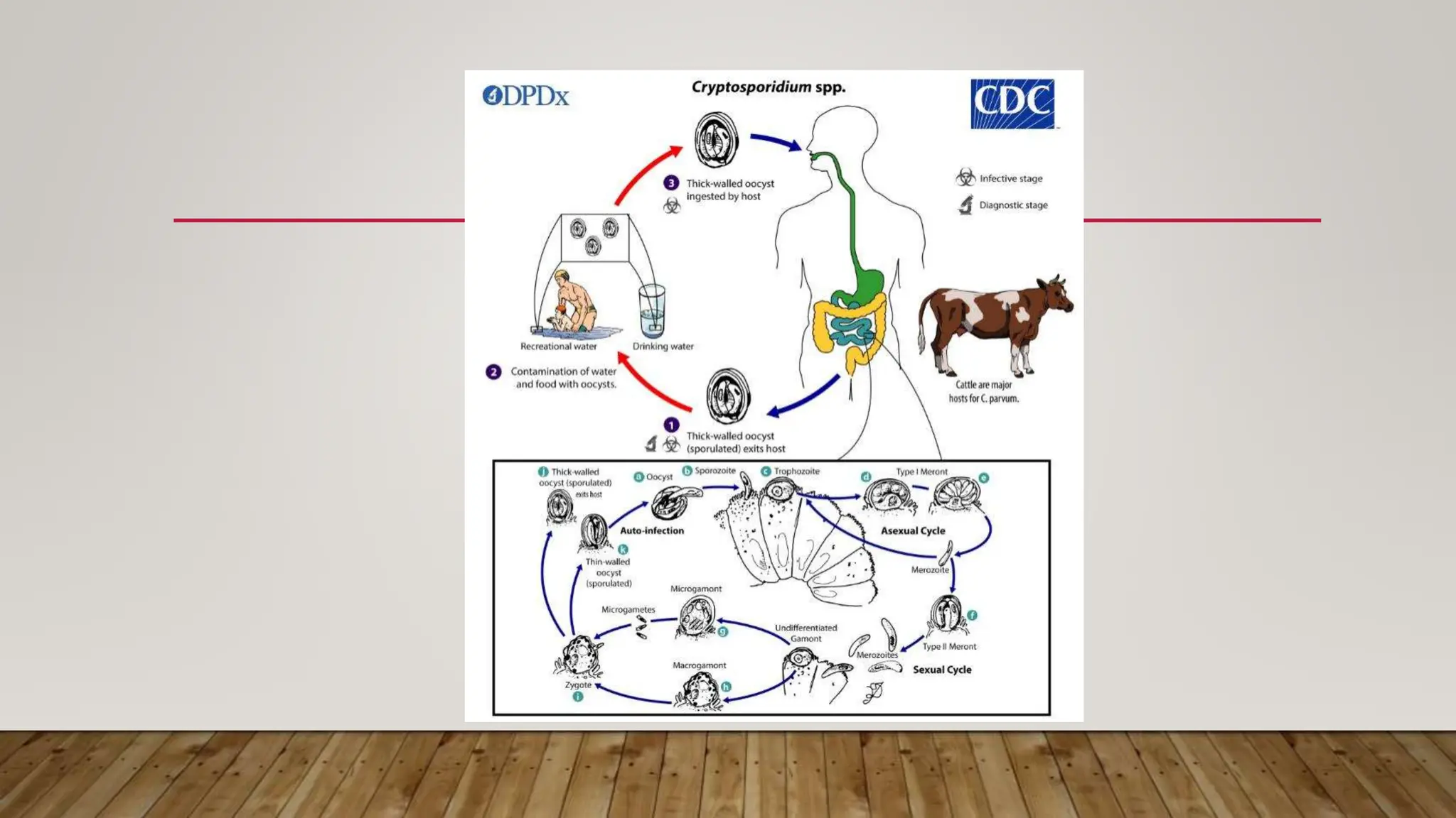 life cycles.pptx ; radiation oncology pg | PPTX | Infectious Diseases ...