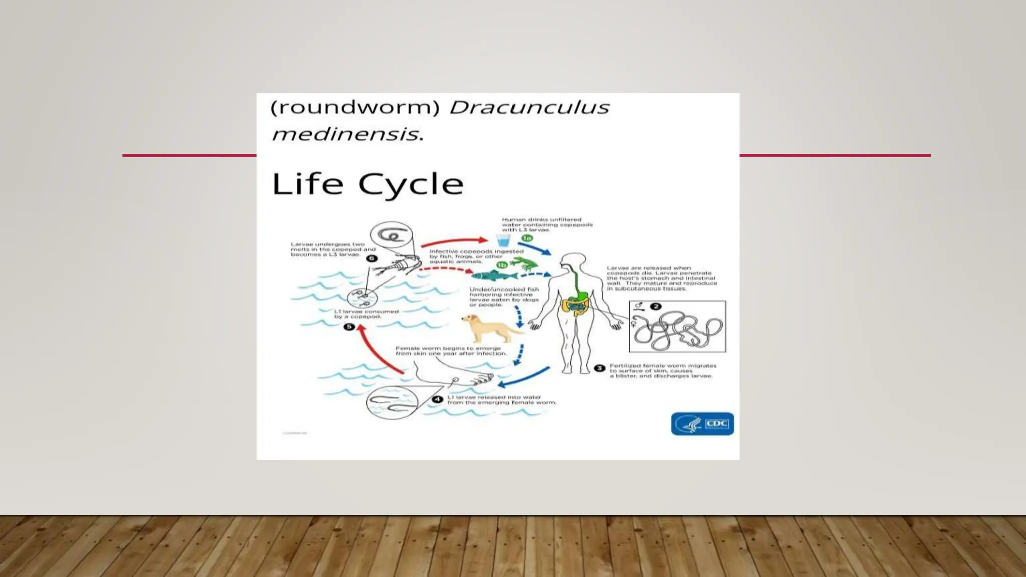 life cycles.pptx ; radiation oncology pg | PPTX | Infectious Diseases ...