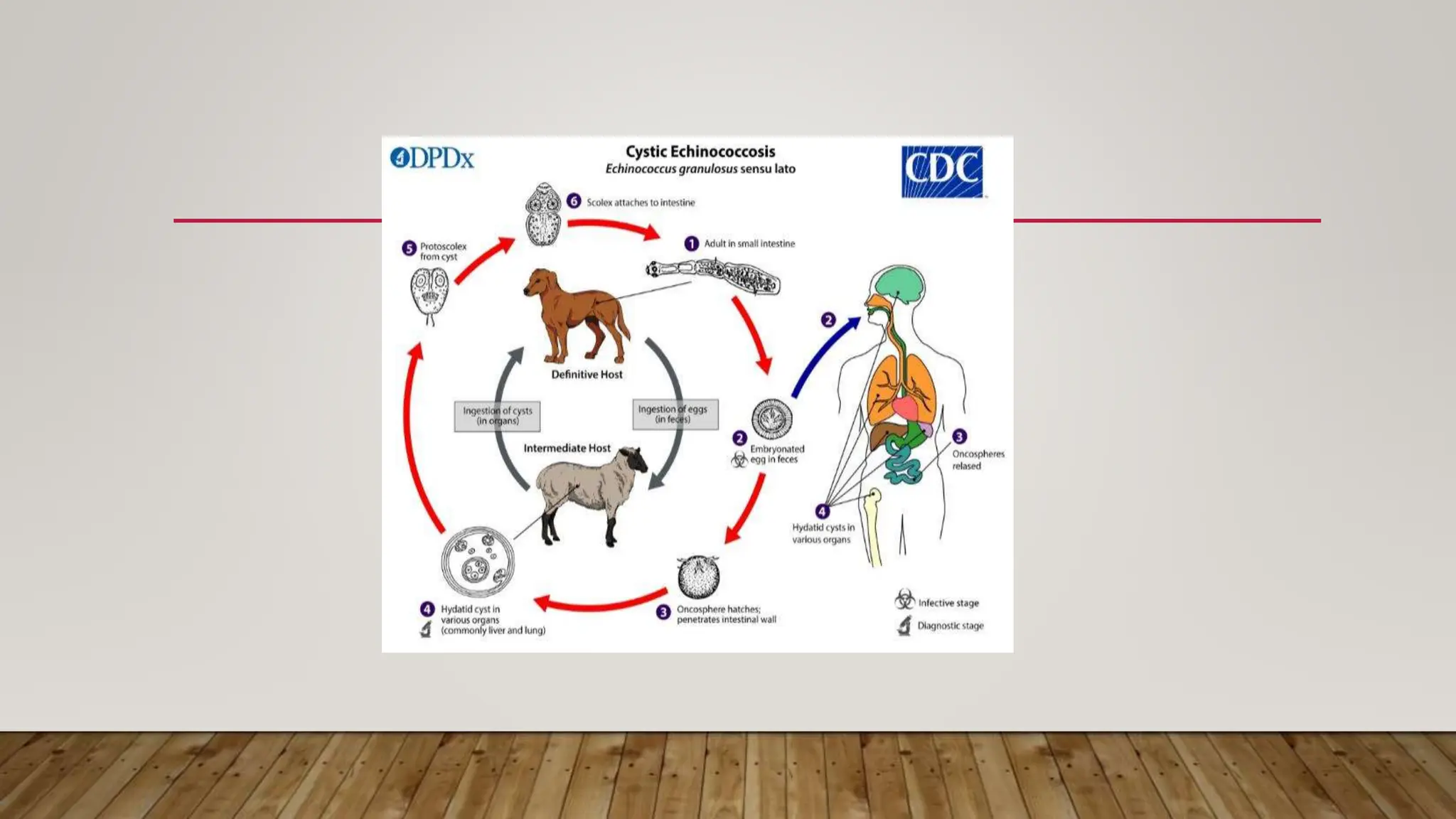life cycles.pptx ; radiation oncology pg | PPTX | Infectious Diseases ...